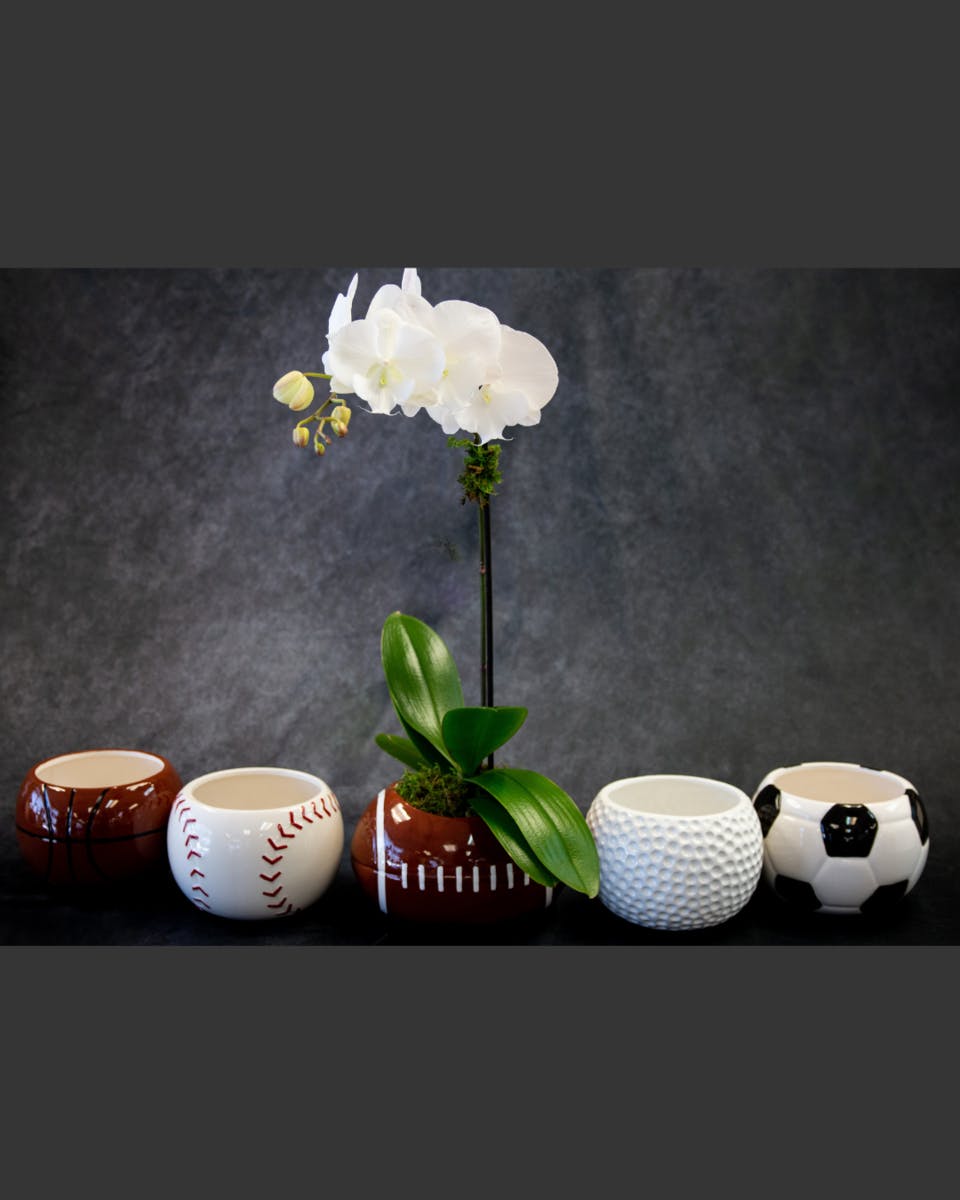 Orchid Sports Planter | Sarasota Gift Delivery